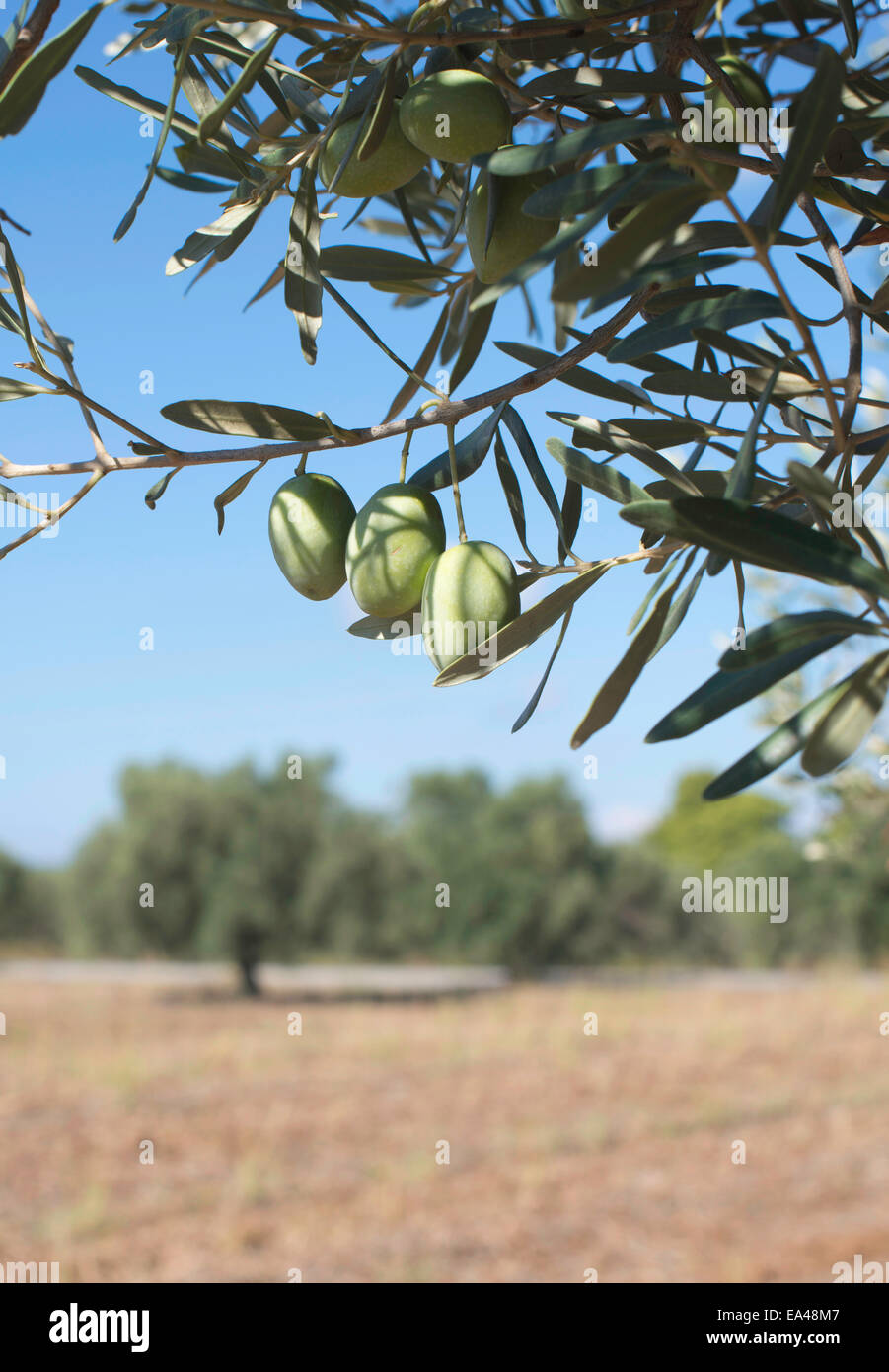 Olive branches on foreground. Olive plantation Stock Photo - Alamy