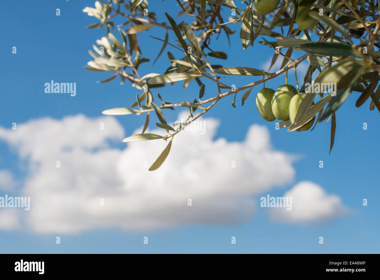 Mediterranean blue olive branches hi-res stock photography and images ...