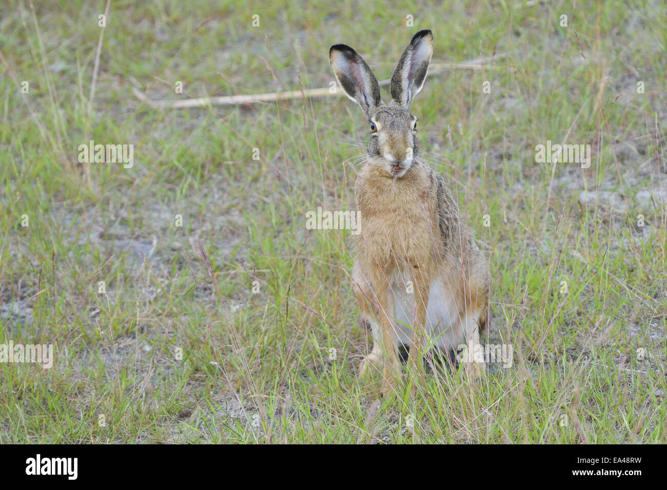 Hare species hi-res stock photography and images - Alamy