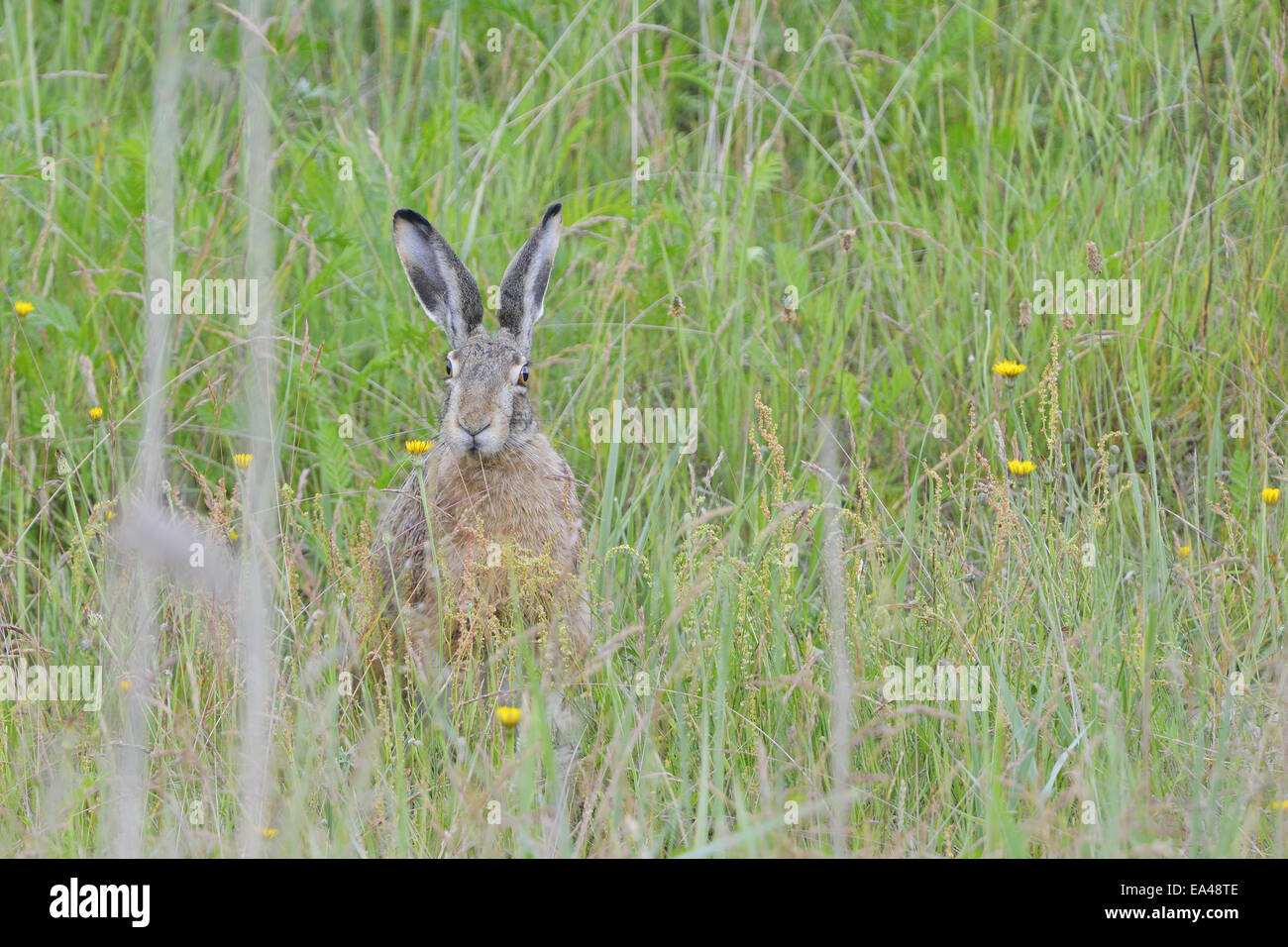 Hare fauna hi-res stock photography and images - Alamy