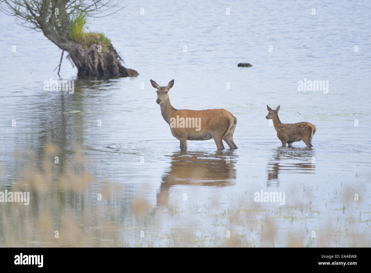 Red deer and baby hi-res stock photography and images - Alamy