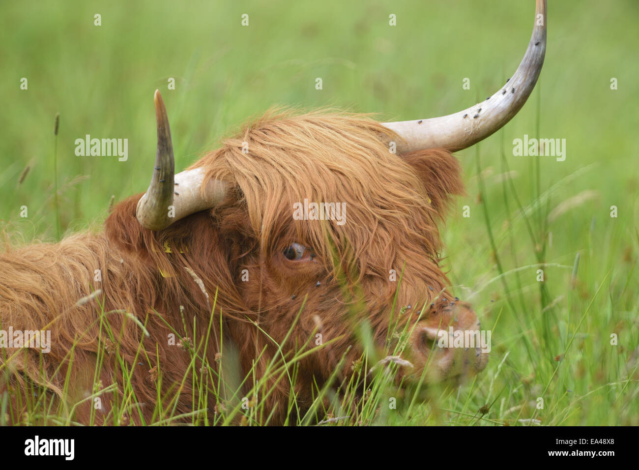 Highland cattle longhorn hi-res stock photography and images - Alamy