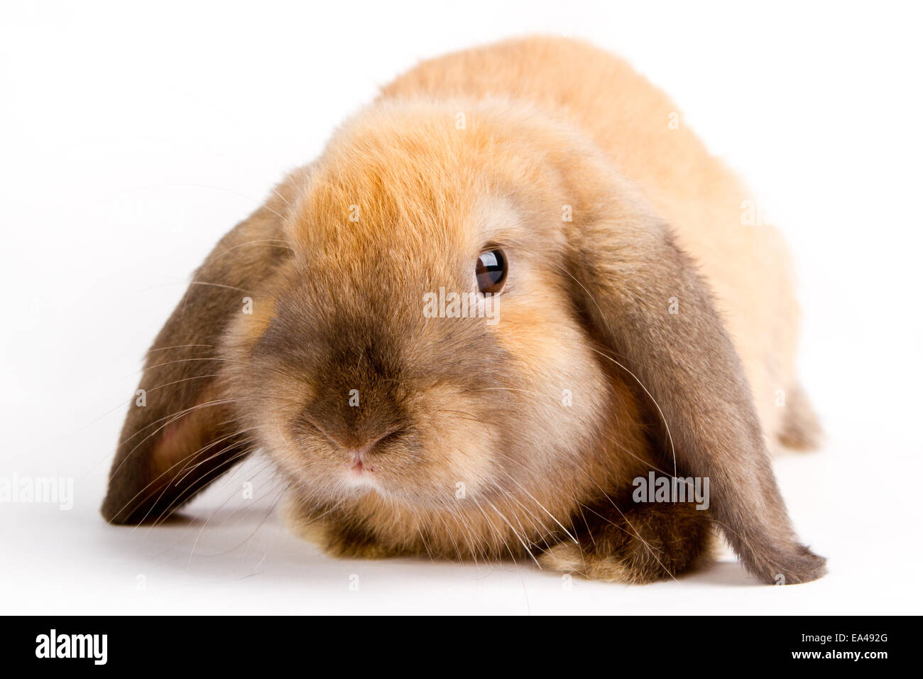 Orange ear Cut Out Stock Images & Pictures - Alamy