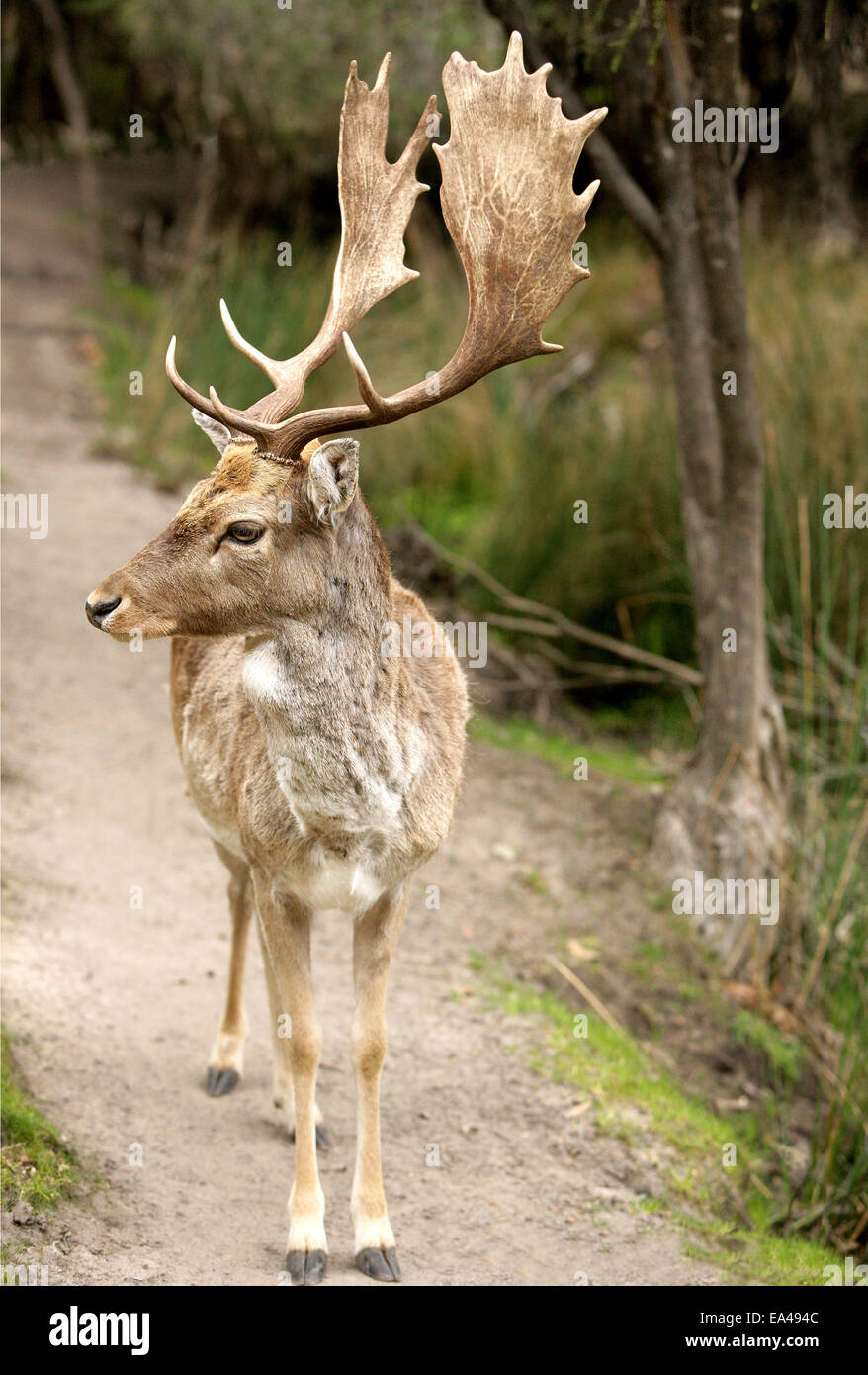 Fallow deer buck Stock Photo - Alamy