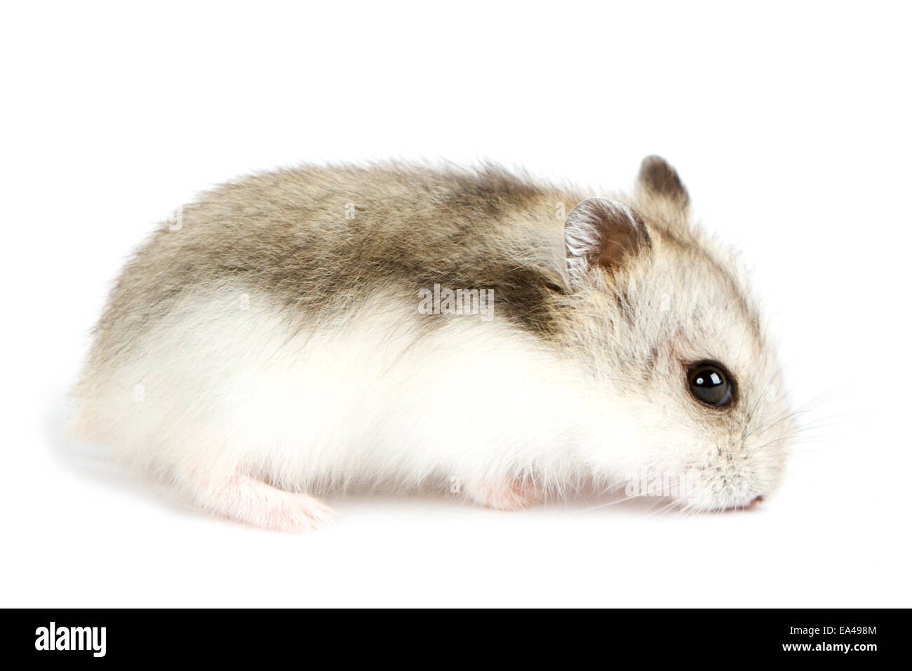 Baby syrian hamsters hi-res stock photography and images - Alamy