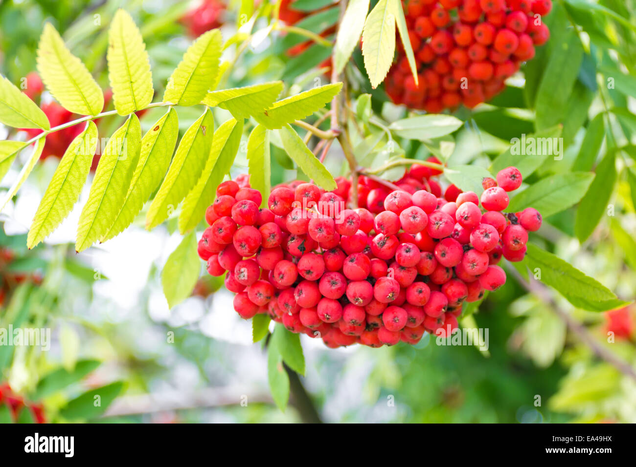 Rowanberry twig hi-res stock photography and images - Alamy
