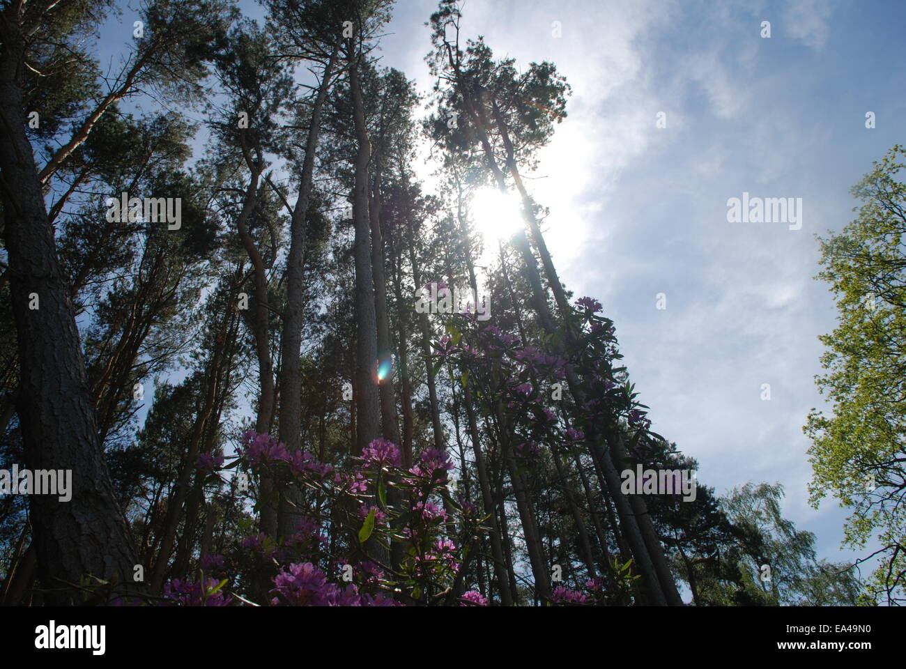 Light coming through trees hi-res stock photography and images - Alamy