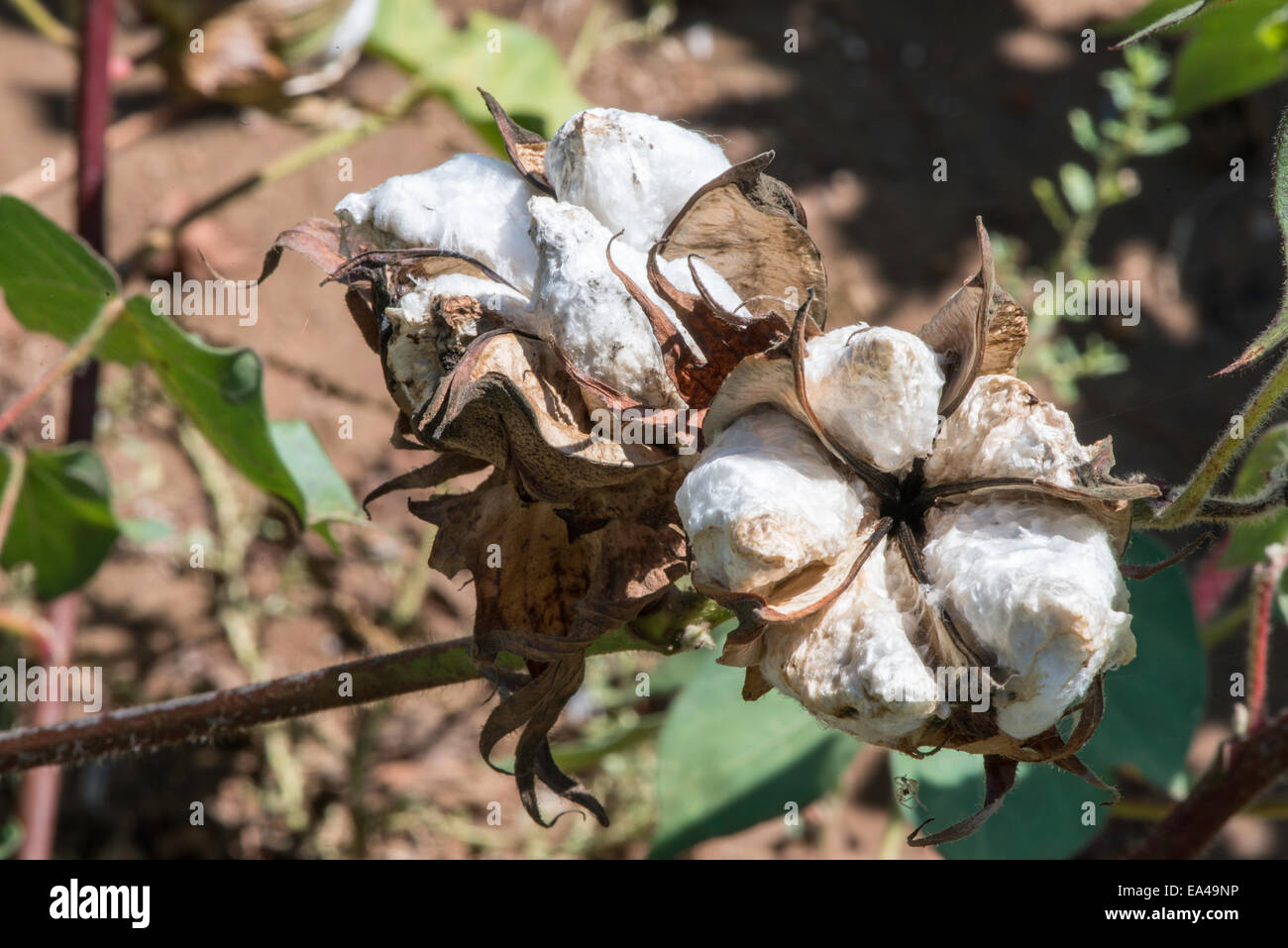 Cotton plant close up. Day light Stock Photo - Alamy
