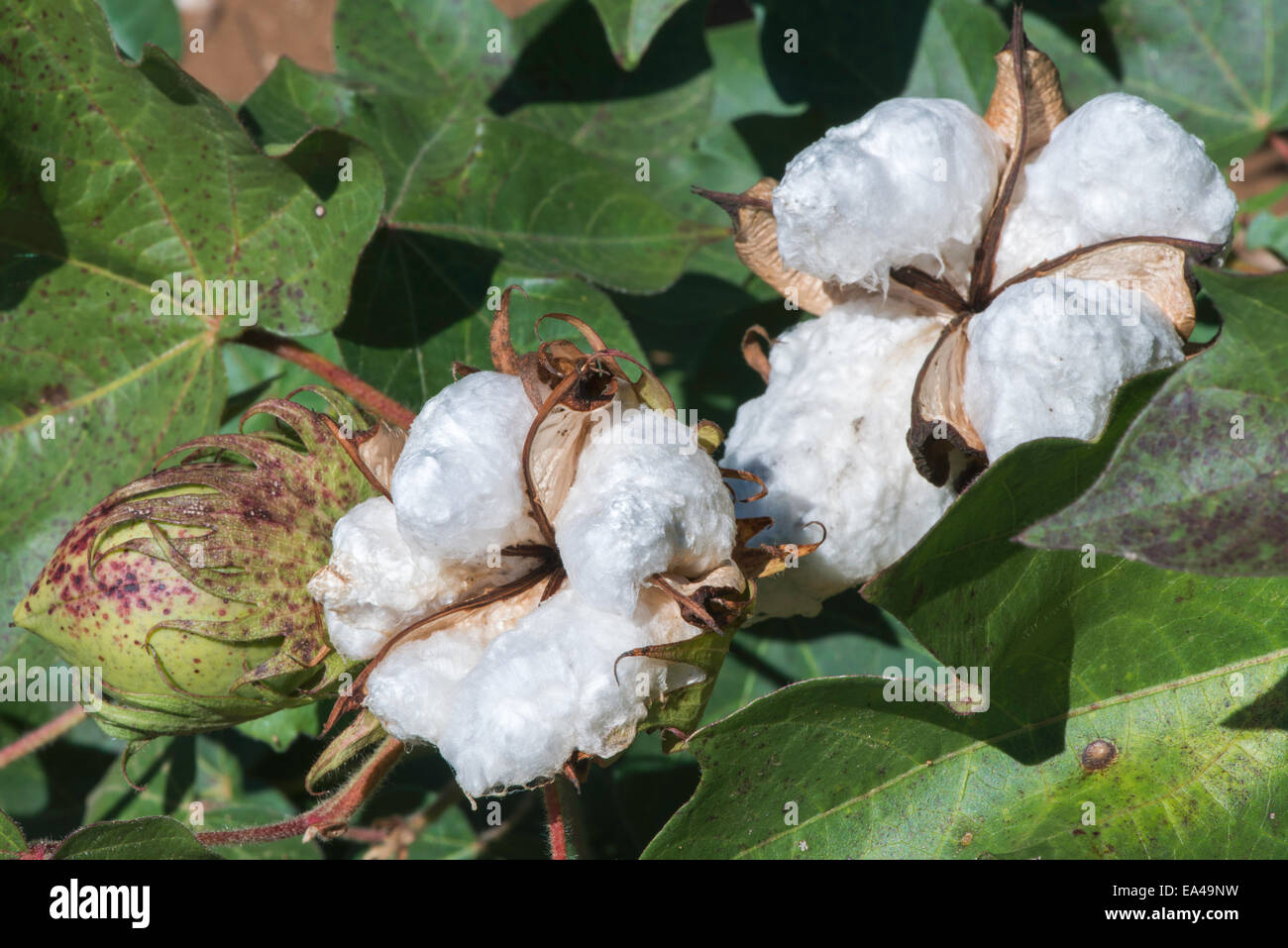 Cotton plant field hi-res stock photography and images - Alamy