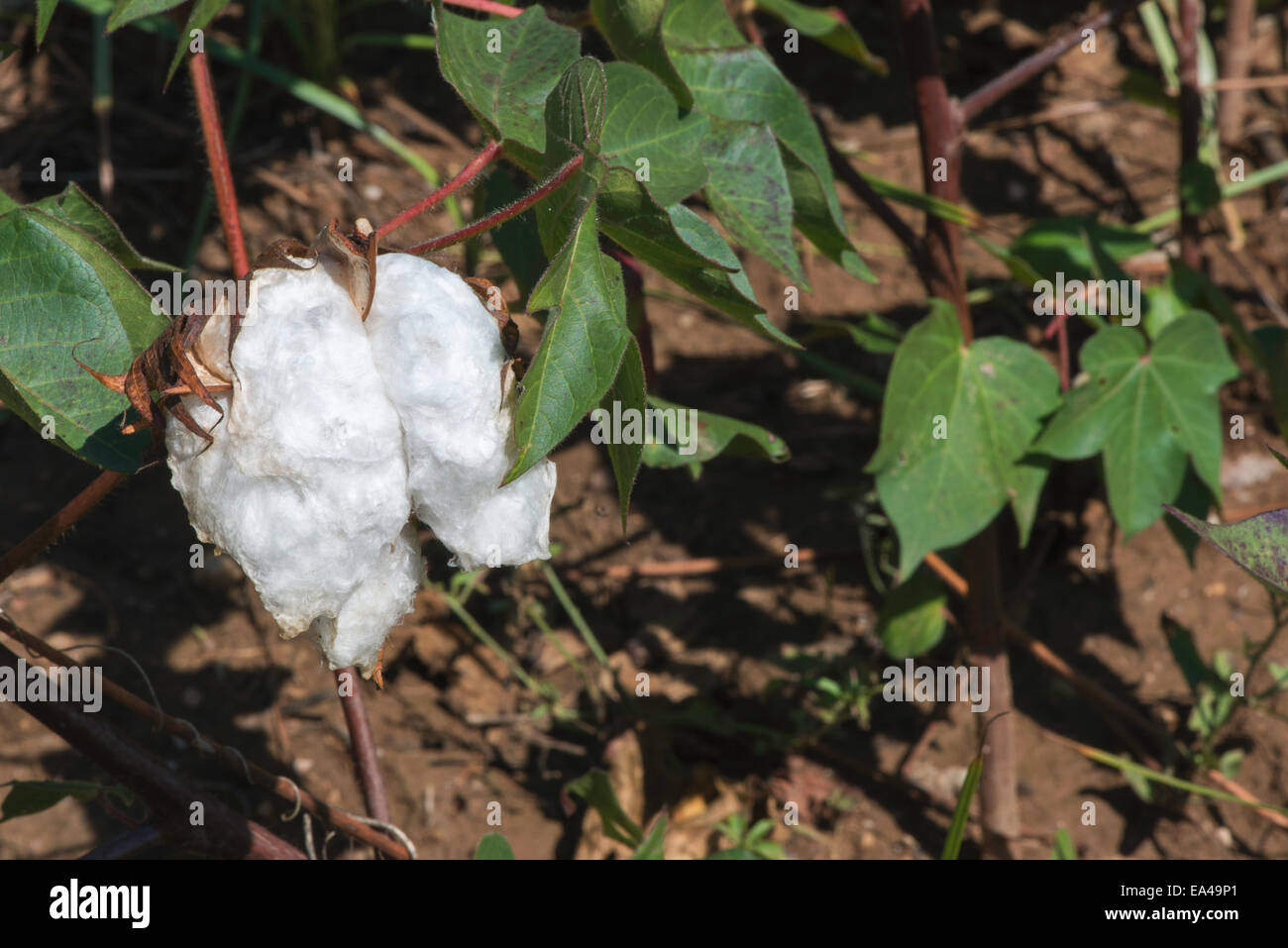 Cotton plant close up. Day light Stock Photo - Alamy