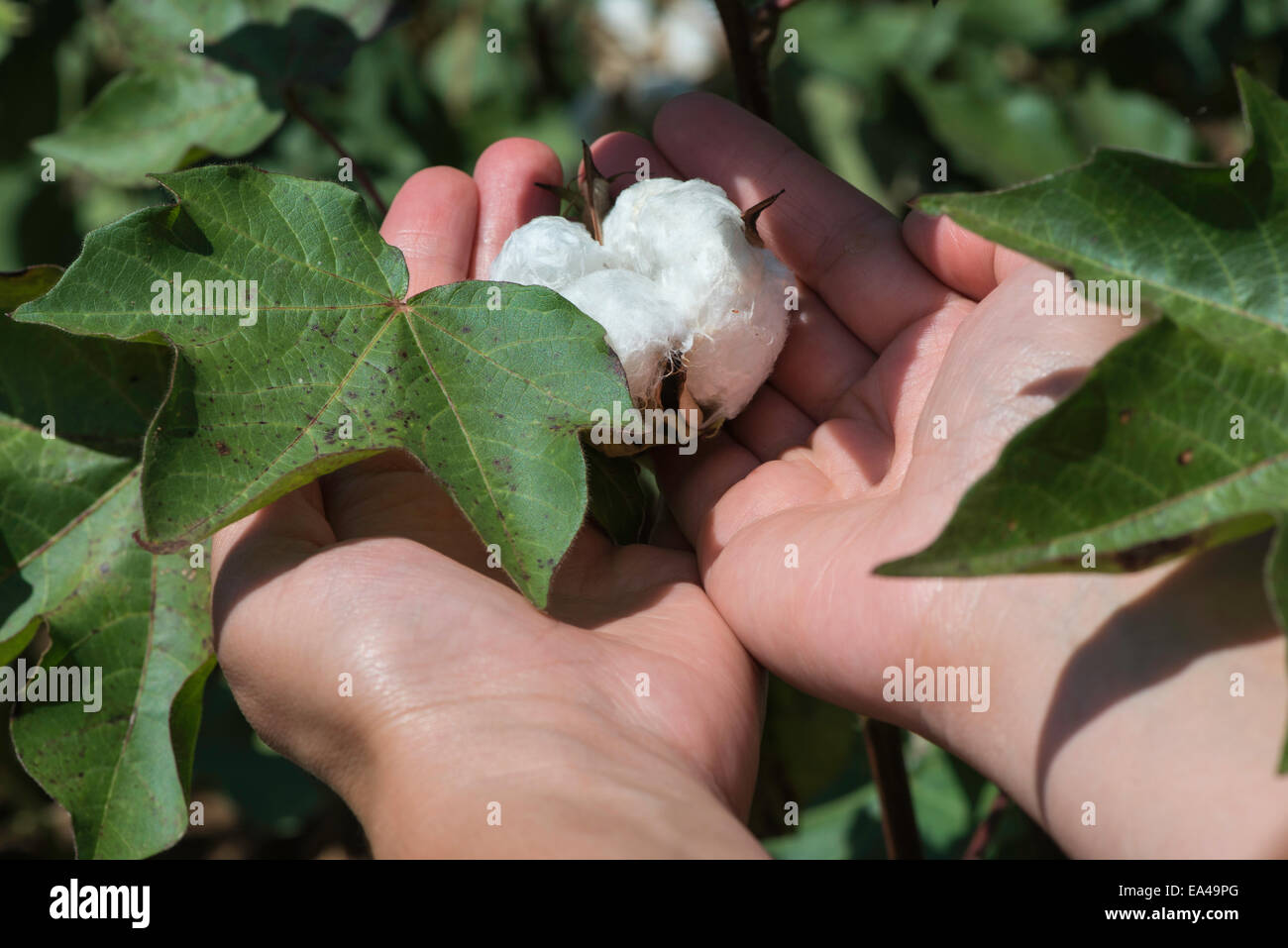Close up natural cotton hi-res stock photography and images - Alamy