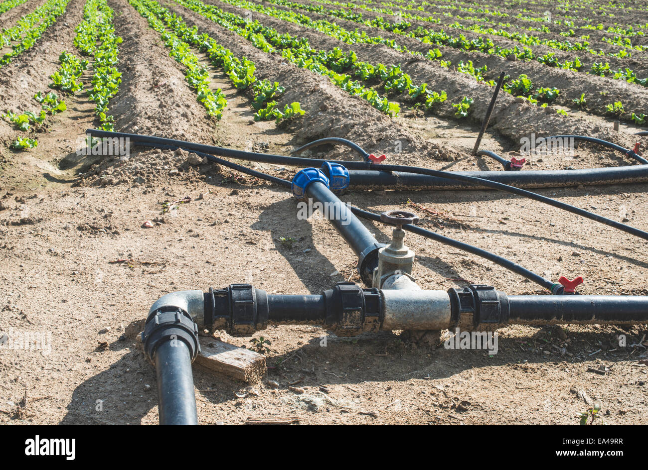 Watering tubes on lettuce field crops Stock Photo - Alamy