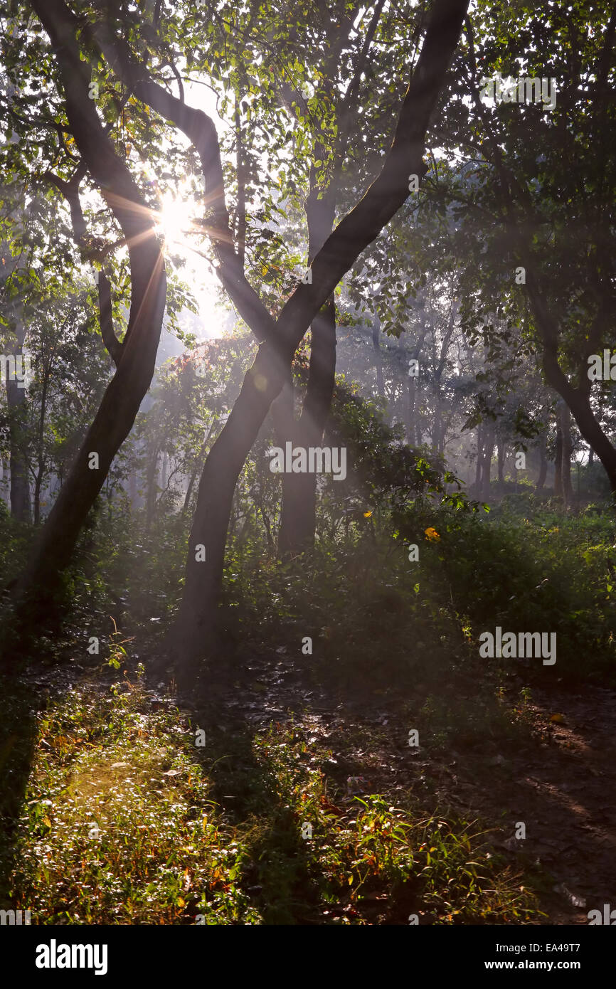 Forest with the sun behind Stock Photo - Alamy