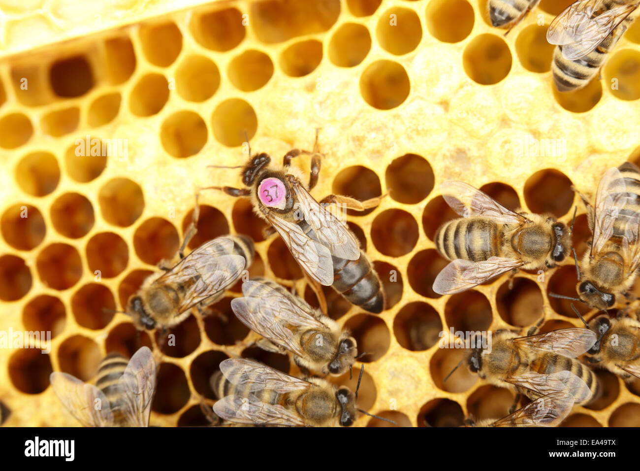 queen and bees Stock Photo - Alamy