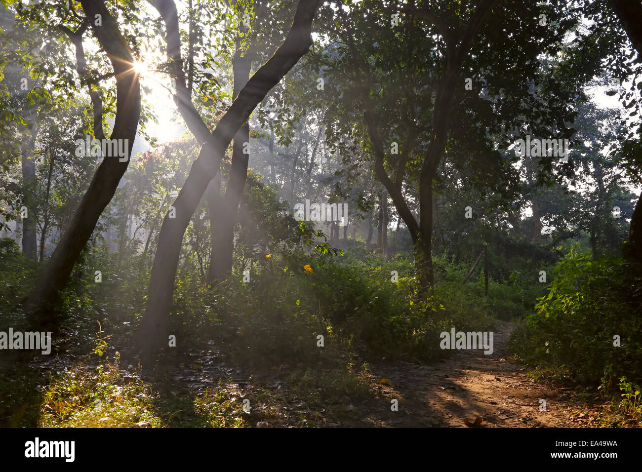 Forest with the sun behind Stock Photo - Alamy