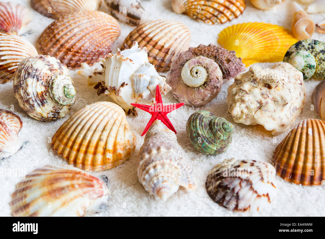 Seashells hi-res stock photography and images - Alamy