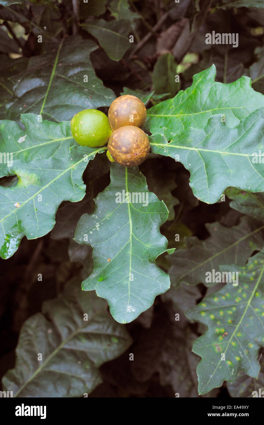 Marble galls on Sessile Oak, caused by Gall Wasp Andricus kollari ...