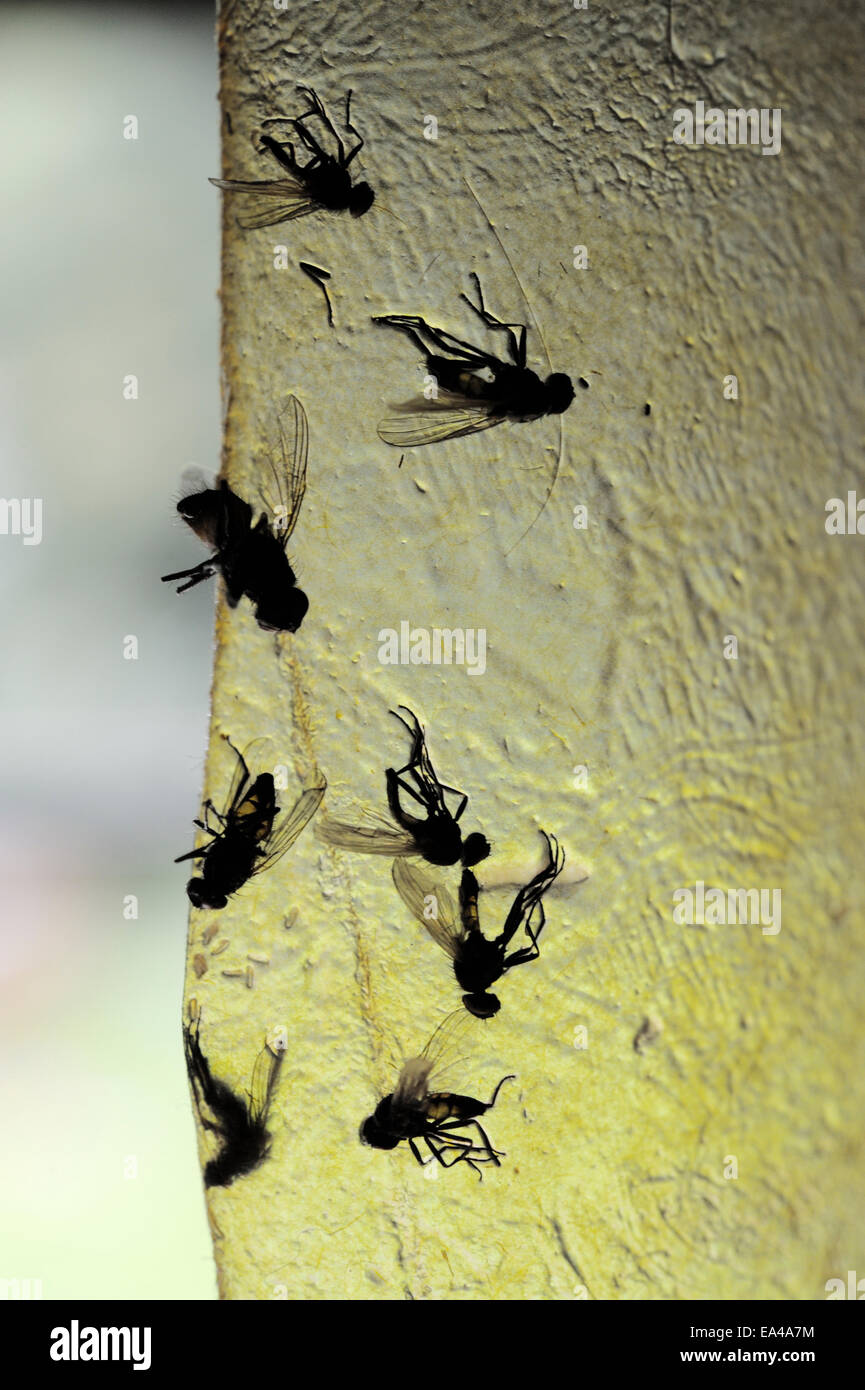 Houseflies, Musca domestica, stuck to fly paper, UK Stock Photo - Alamy