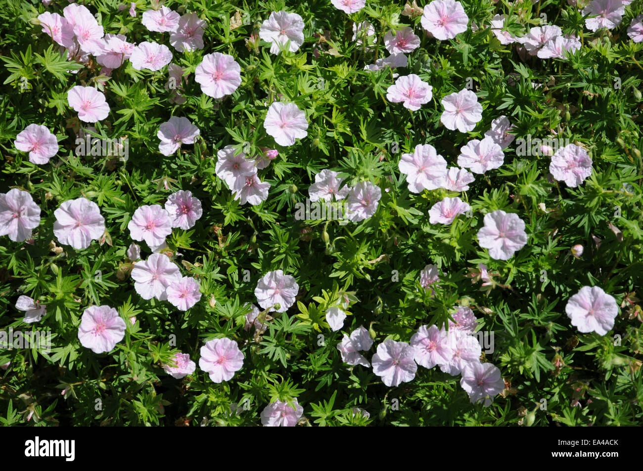 Striped Bloody Cranesbill High Resolution Stock Photography and Images ...