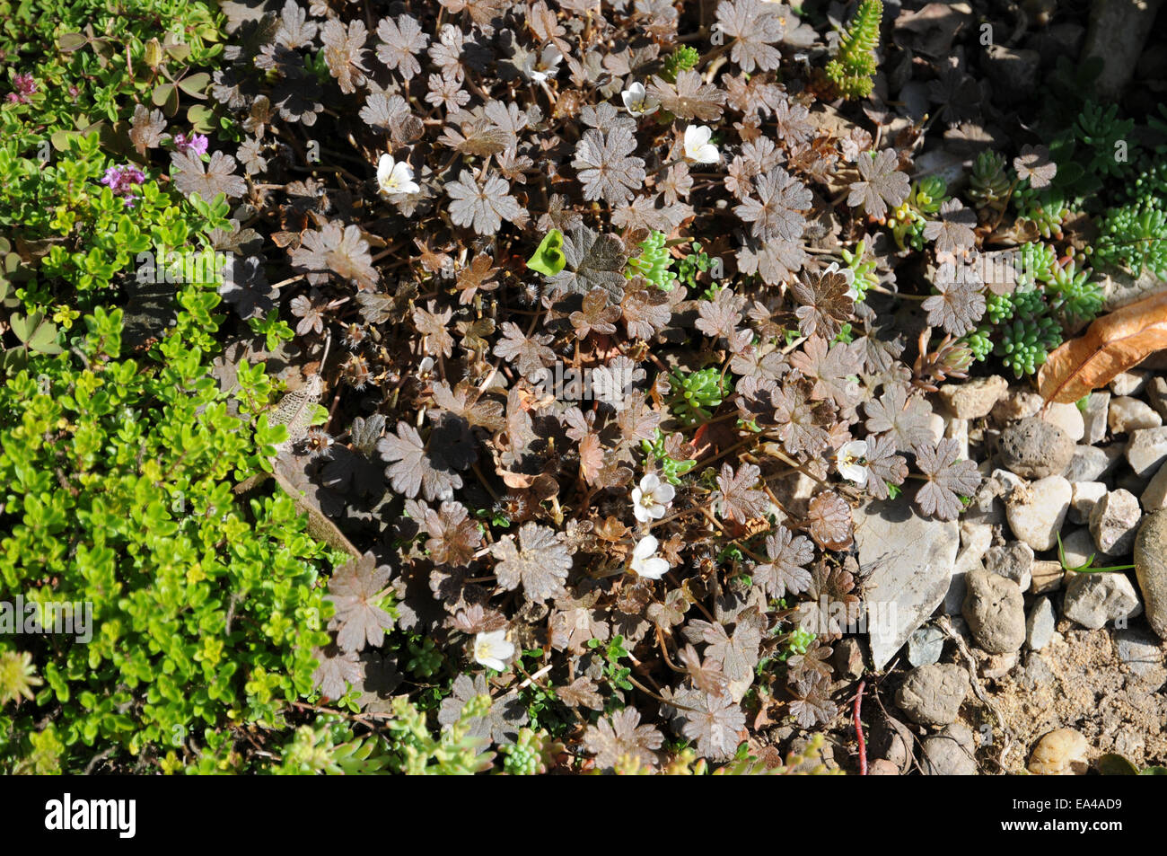 Dwarf geranium hi-res stock photography and images - Alamy