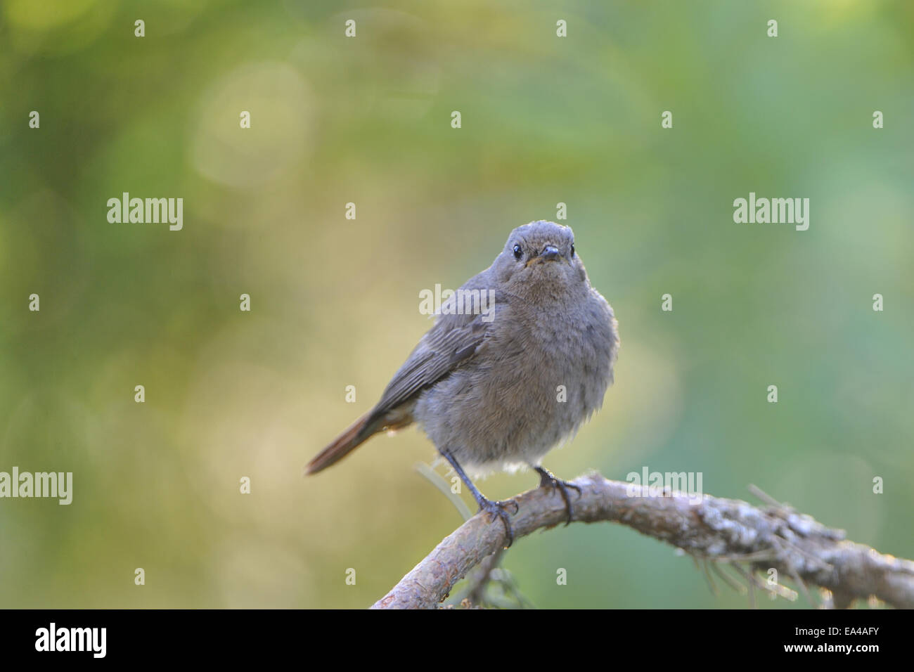 Black redstarts hi-res stock photography and images - Alamy