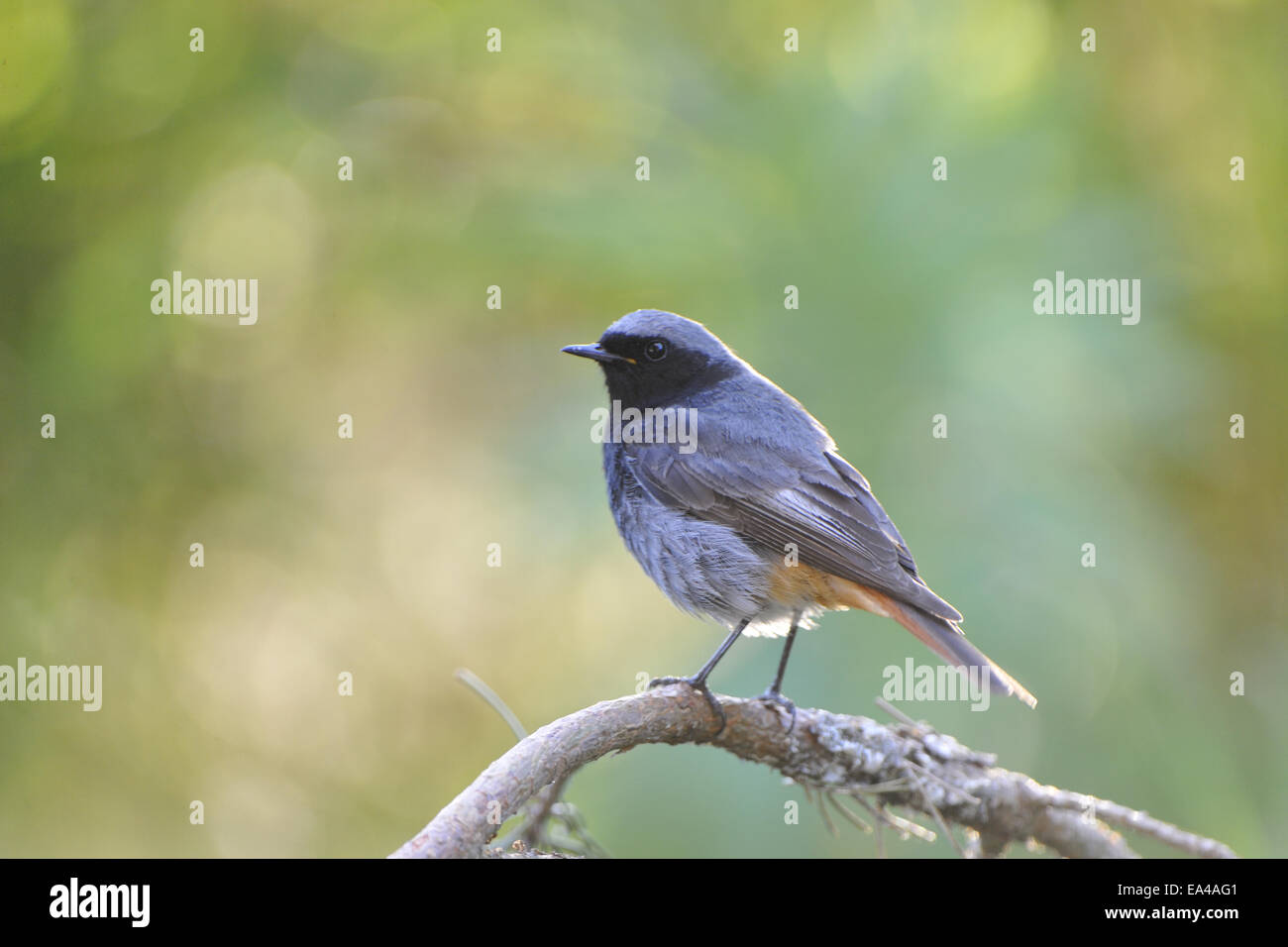 Black redstarts hi-res stock photography and images - Alamy