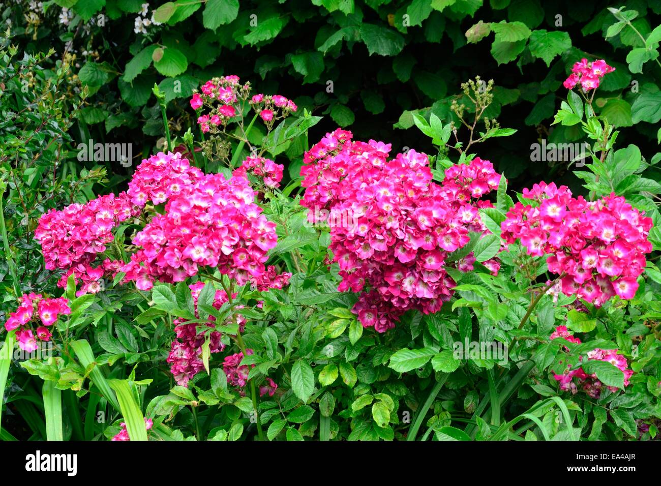 Group of purple flowers Stock Photo - Alamy