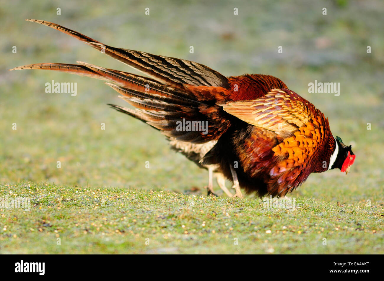 Male And Female Pheasant High Resolution Stock Photography and Images ...