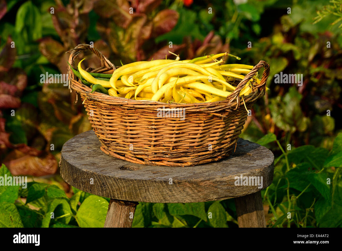 Harvesting dwarf beans beans (Phaseolus vulgaris), french variety ...