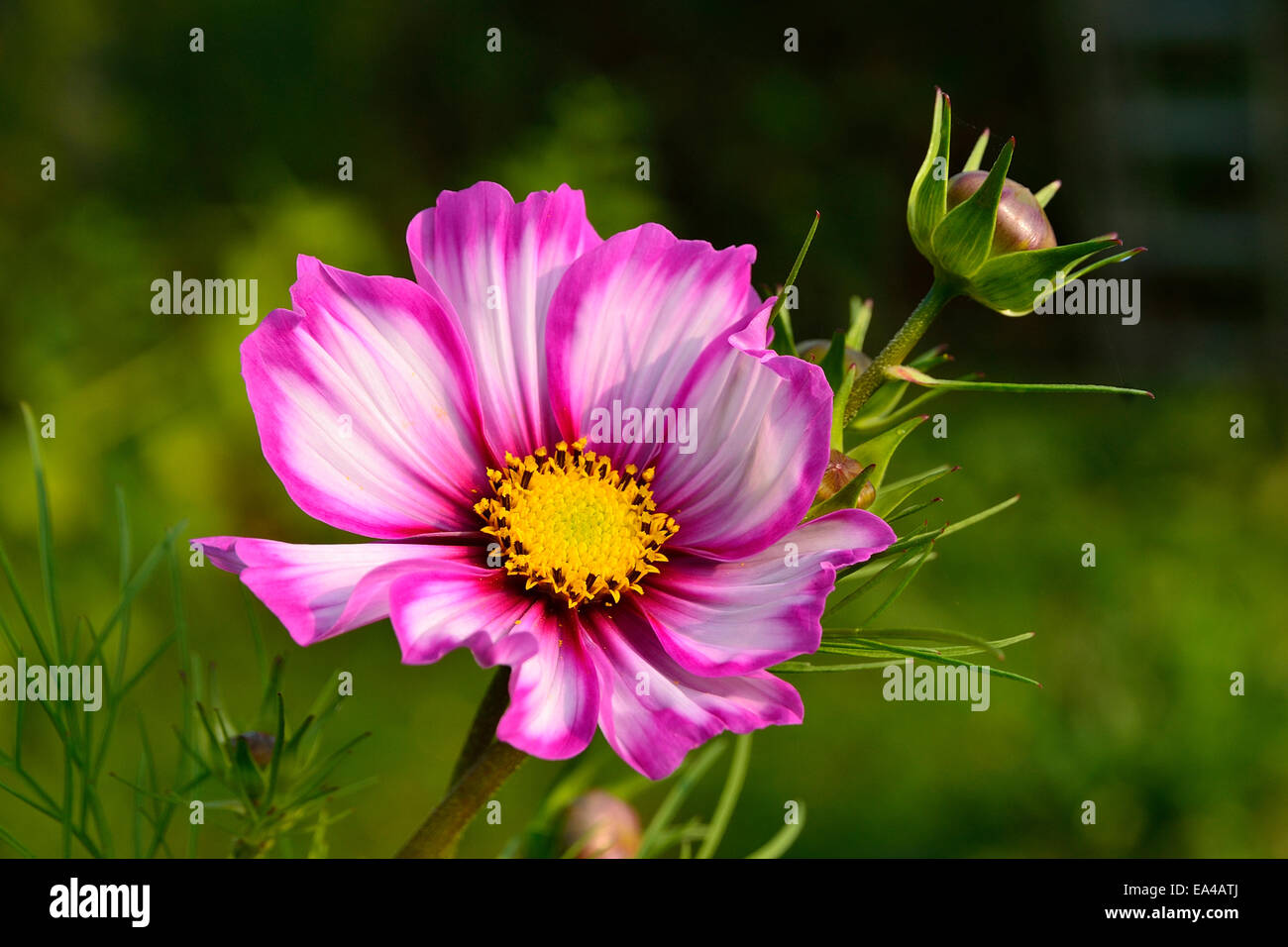Mexican aster cosmos bipinnatus hi-res stock photography and images - Alamy