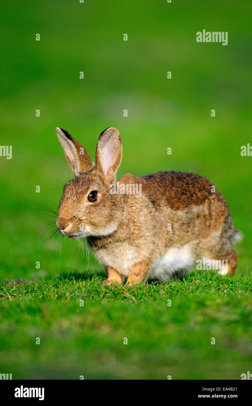RABBIT Oryctolagus cuniculus Stock Photo - Alamy