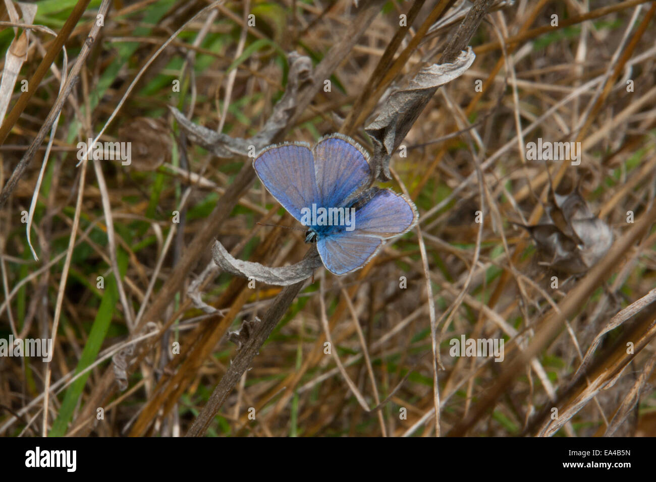 small blue butterfly Stock Photo - Alamy