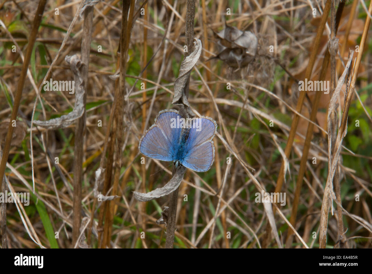 small blue butterfly Stock Photo - Alamy