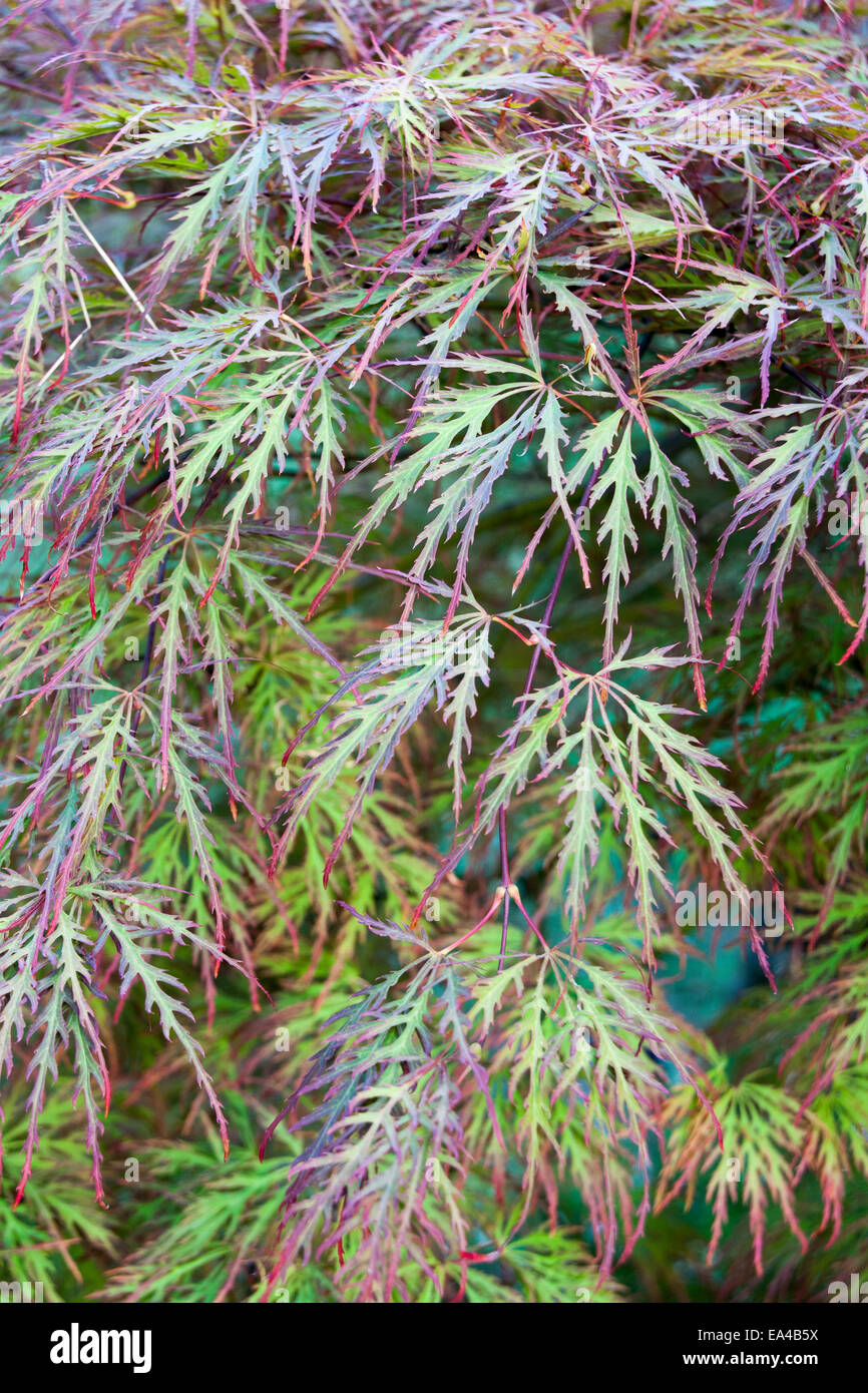 leaves of Japanese Maple Palmatum Dissectum Stock Photo - Alamy