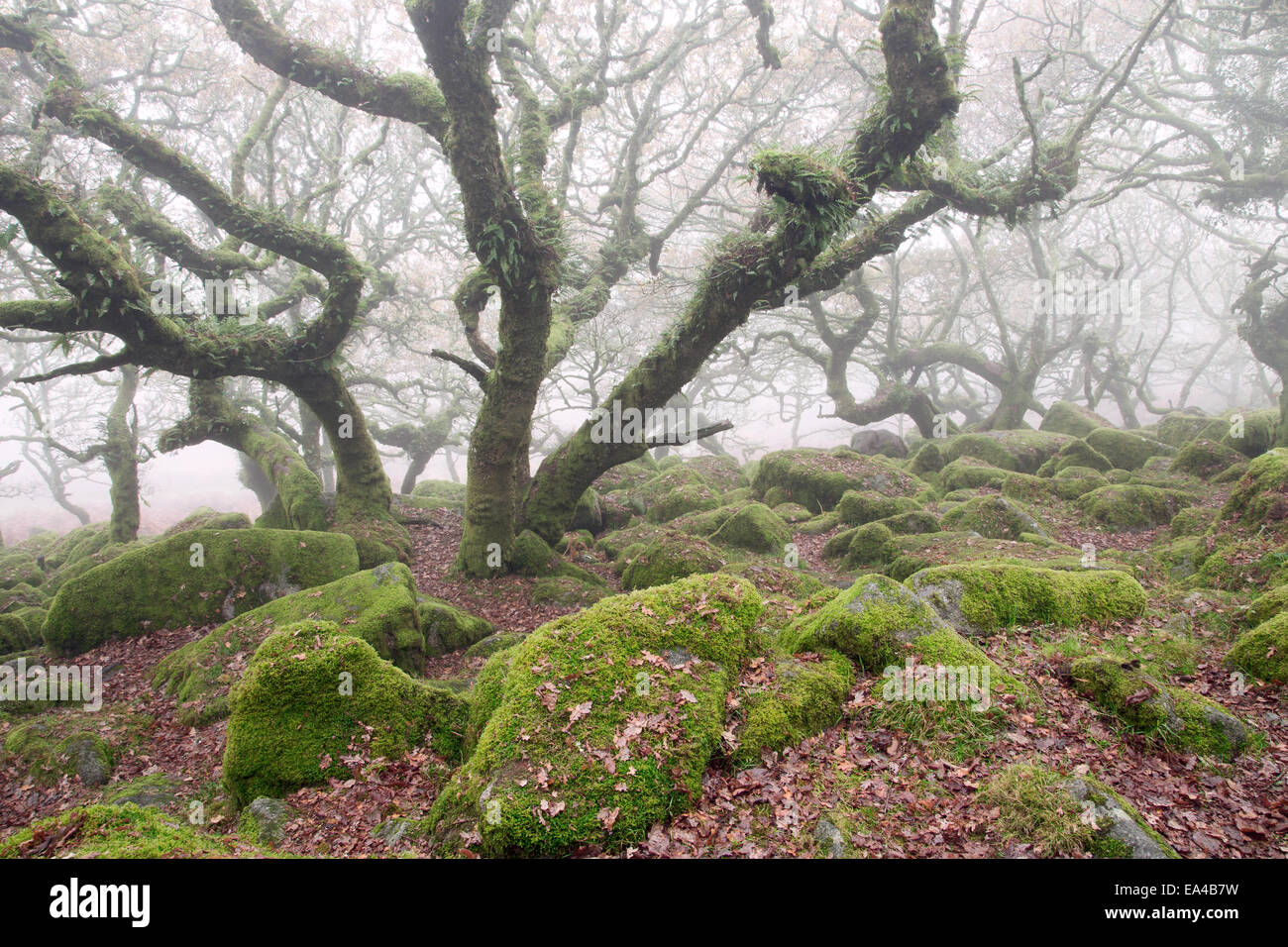 Devon mist hi-res stock photography and images - Alamy