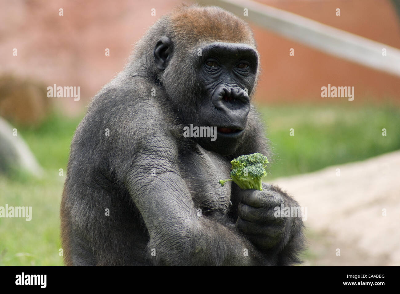 Gorilla eating broccoli Stock Photo - Alamy