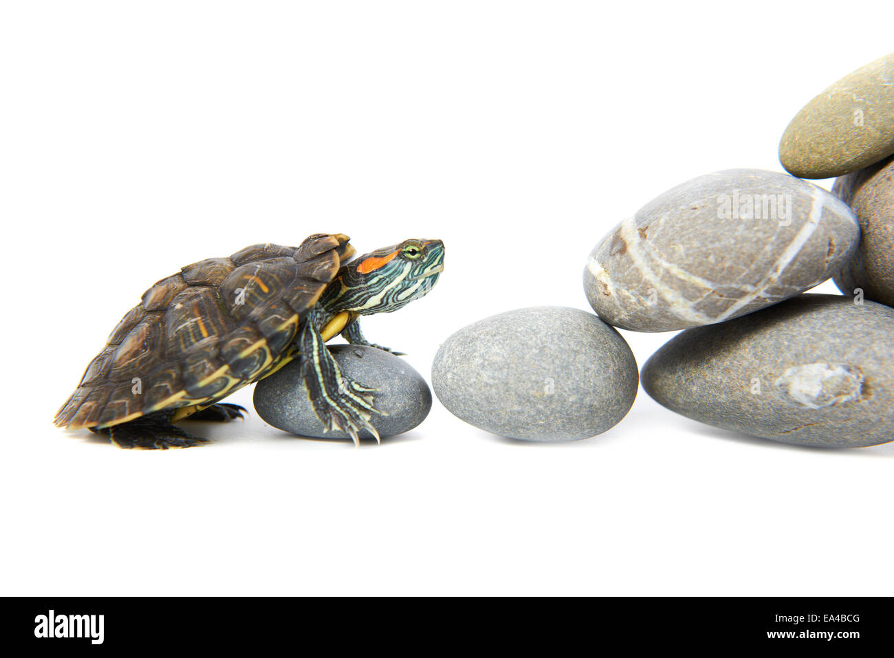 Turtle climbing up the steps. Concept isolated on white background ...