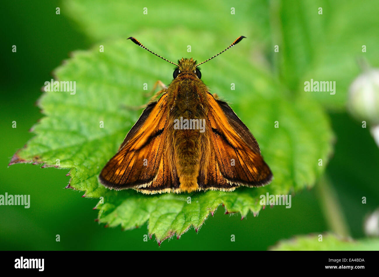 Green skipper butterfly hi-res stock photography and images - Alamy