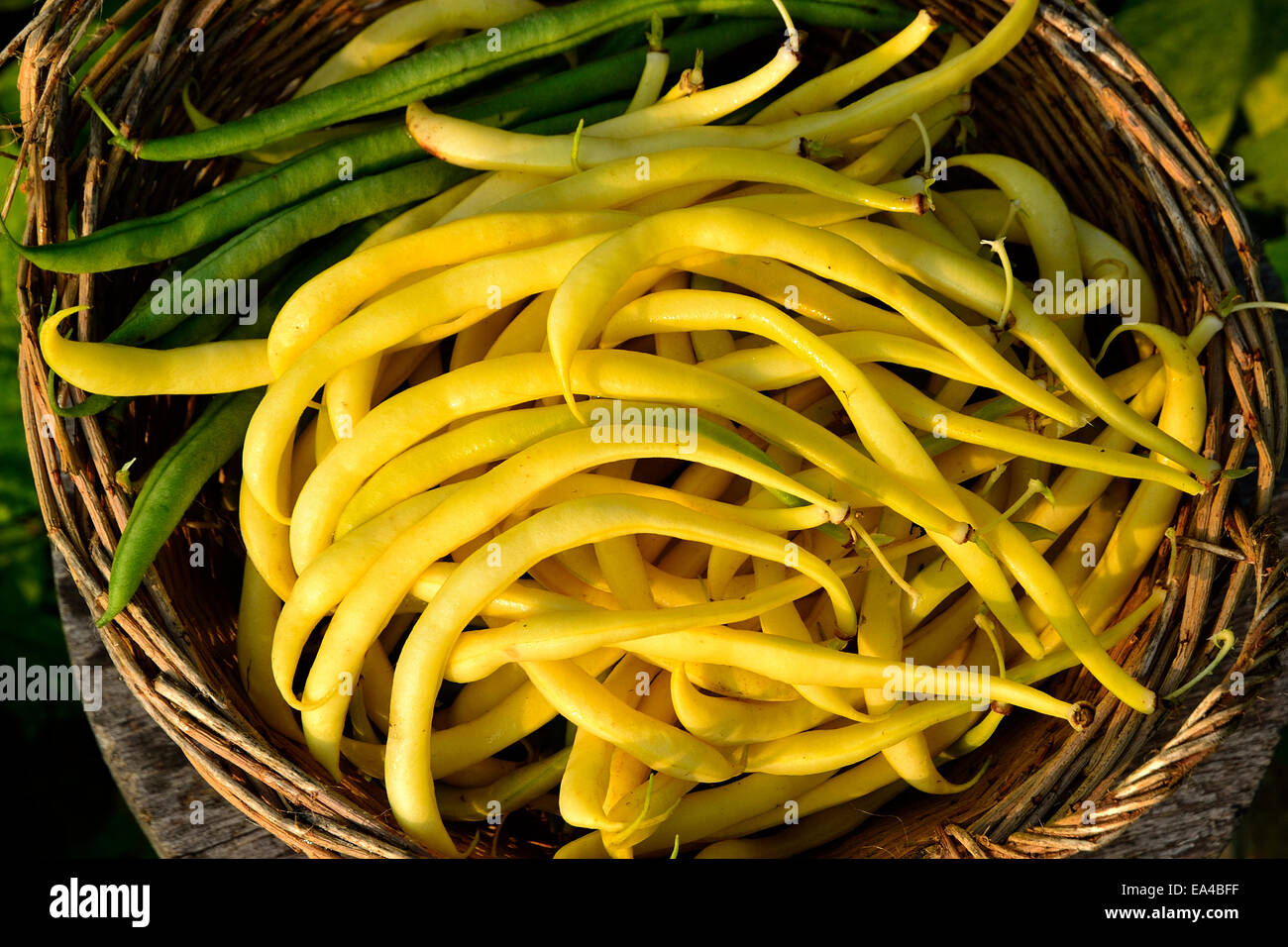 Harvesting dwarf beans beans (Phaseolus vulgaris), french variety ...