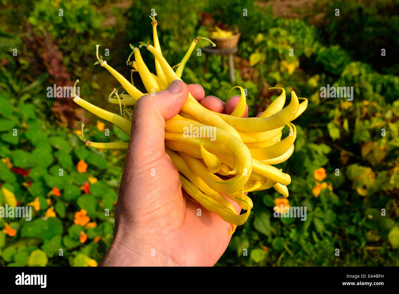 Harvesting dwarf beans beans (Phaseolus vulgaris), french variety ...