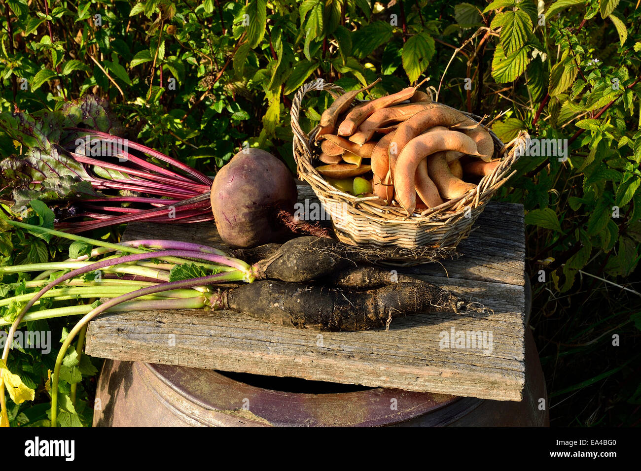 Black radishes, beetroot and runner beans Stock Photo - Alamy