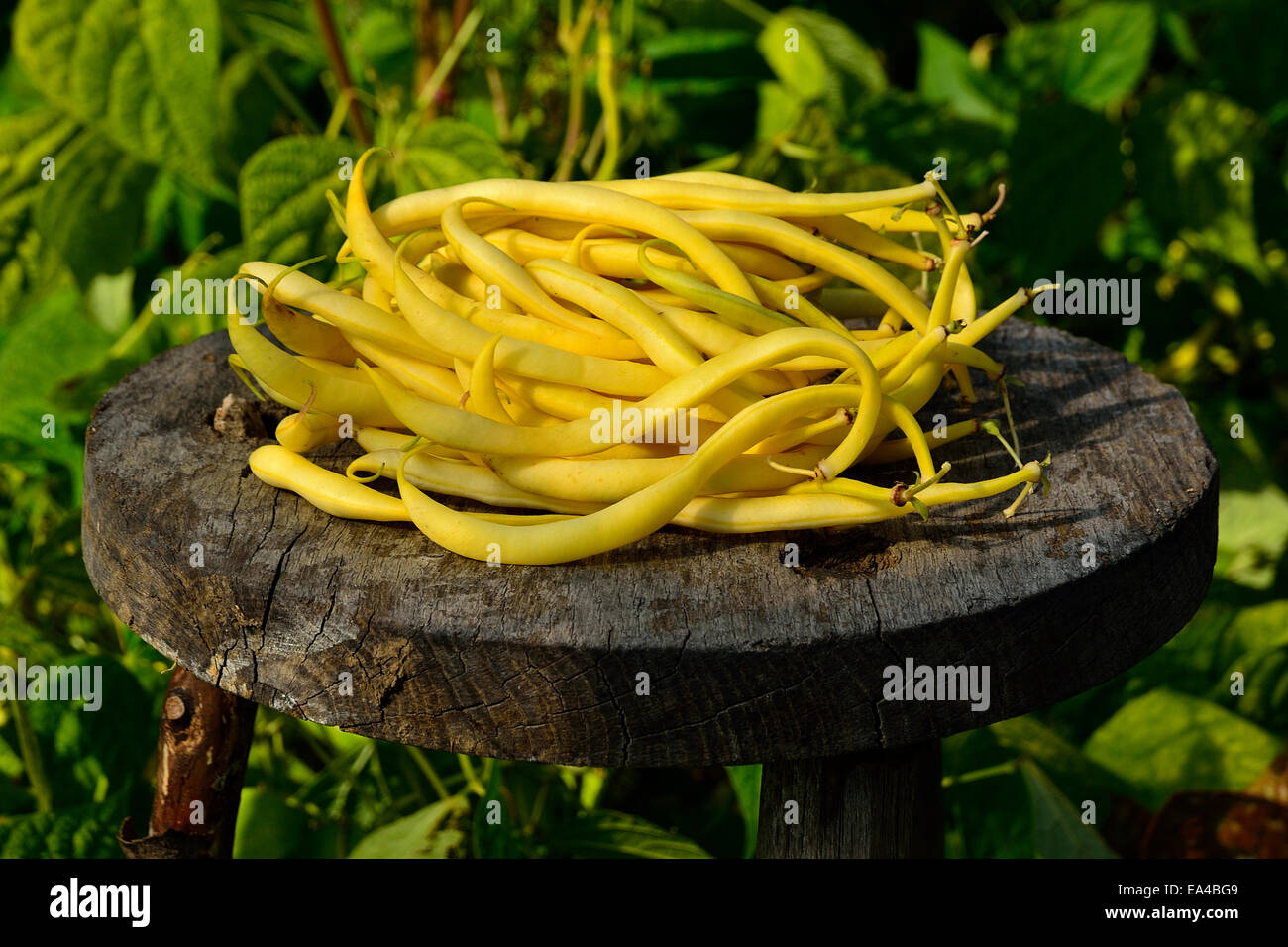 Dwarf beans hi-res stock photography and images - Alamy