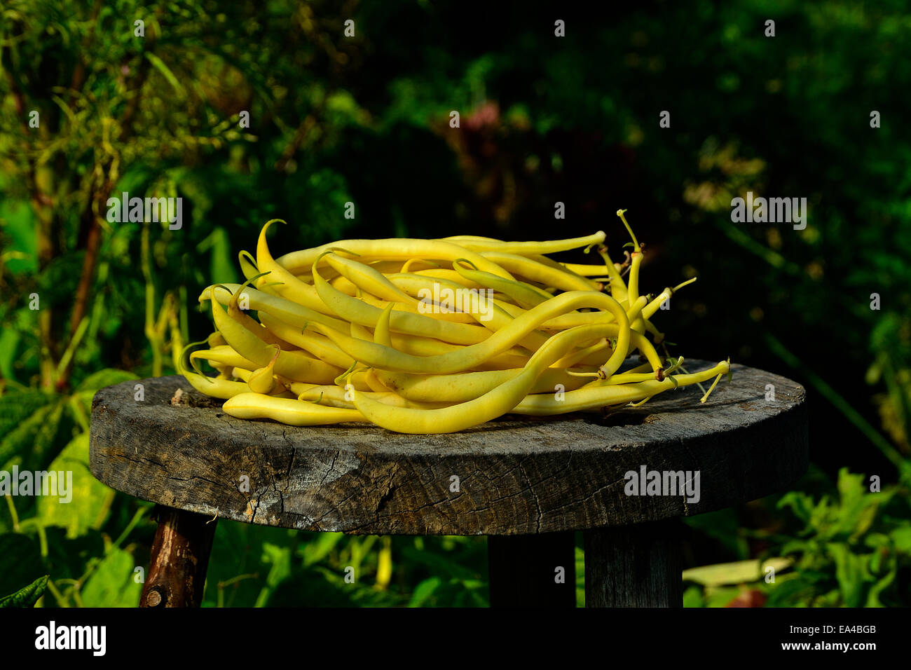 Harvesting dwarf beans beans (Phaseolus vulgaris), french variety ...