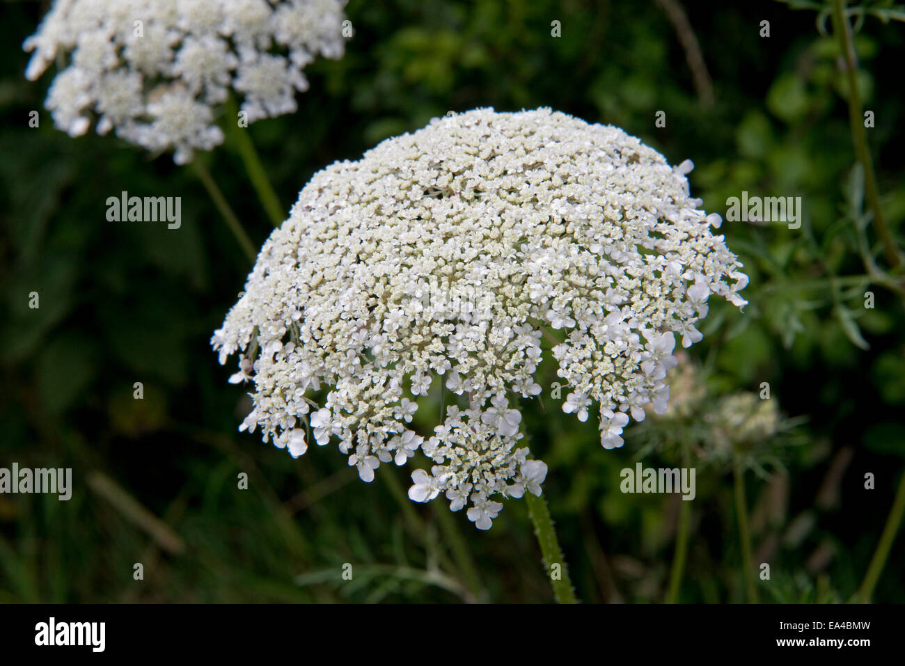 Crop Daucus Carota Agriculture High Resolution Stock Photography and ...
