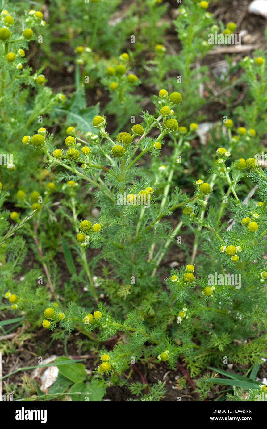 Rayless mayweed or pineapple weed, Chamomilla suaveolens, flowering ...