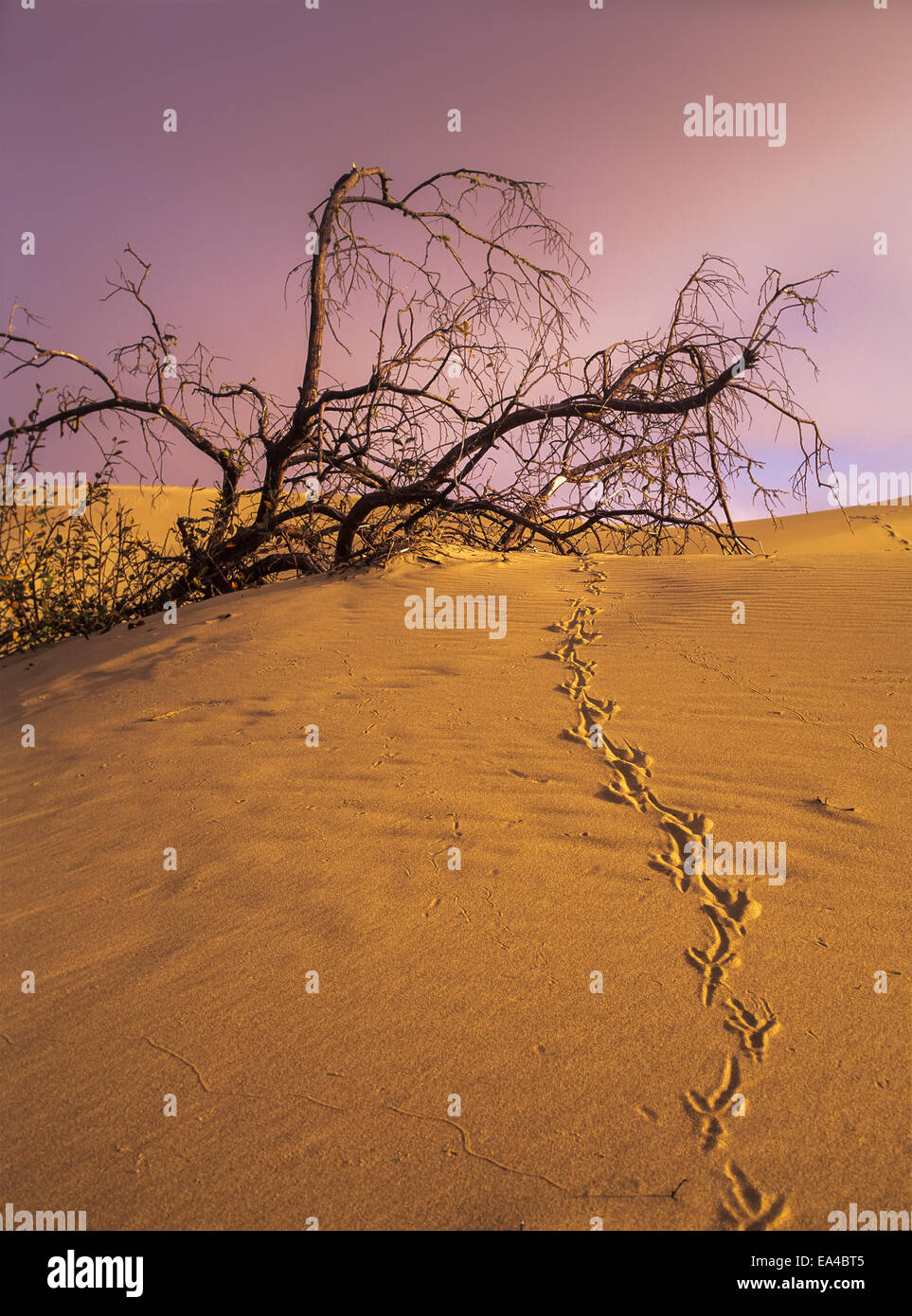 Raven tracks across the sand dune; Lakeside, Oregon, United States of ...