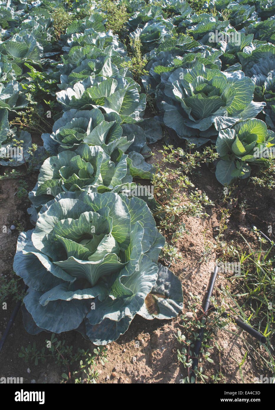 The cabbage field hi-res stock photography and images - Alamy