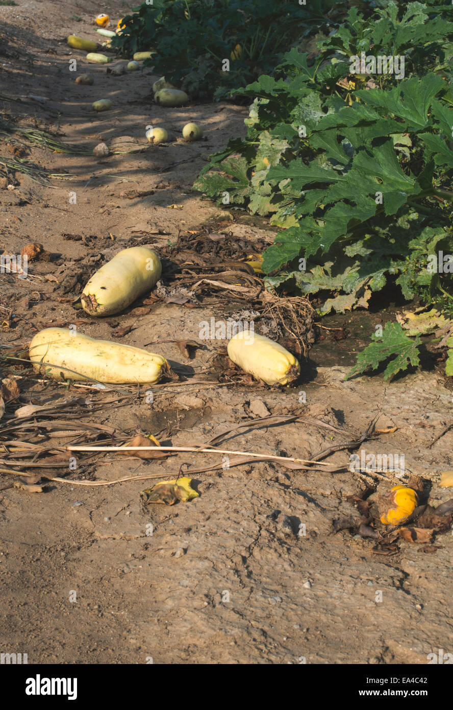 Overripe zucchini field. Day light Stock Photo - Alamy