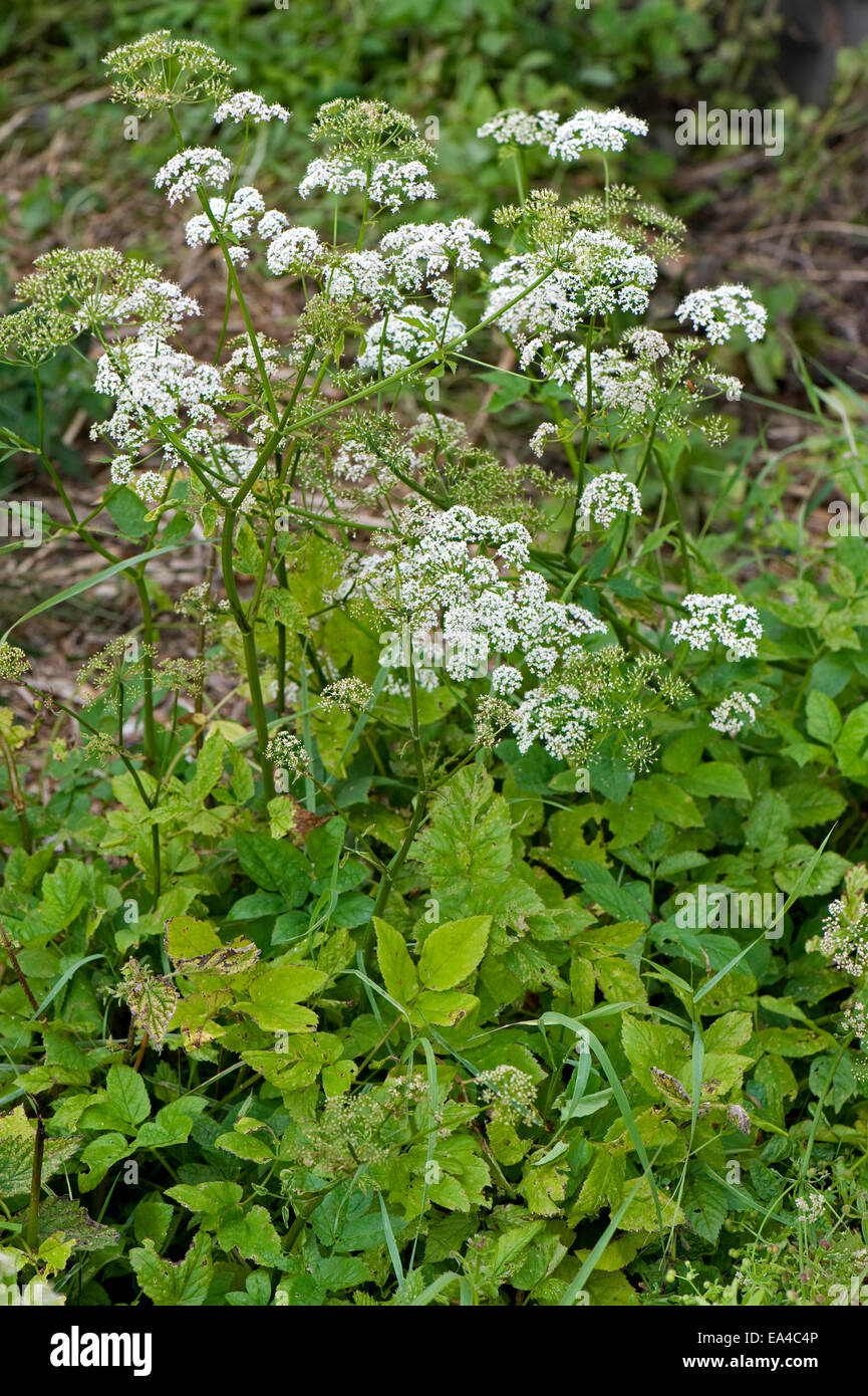 Ground elder, Aegopodium podagraria, flowering invasive garden weeds ...