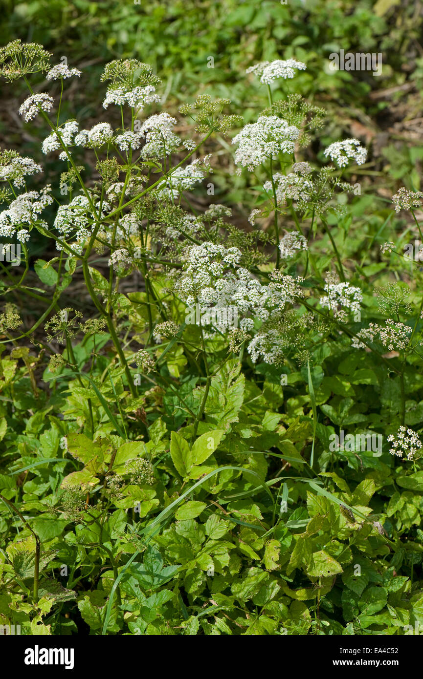Ground elder, Aegopodium podagraria, flowering invasive garden weeds ...